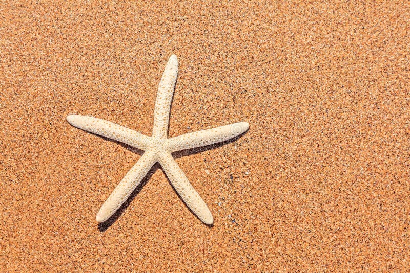 White starfish stock image. Image of ocean, waves, white - 52416061