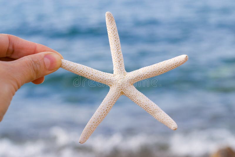 Starfish on the Hand stock photo. Image of holiday, fish - 98940350