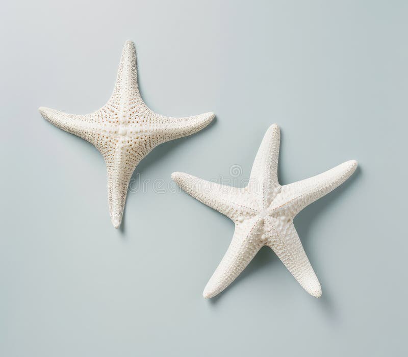 White Starfish Isolated on Transparent Background, Generative Ai Stock ...