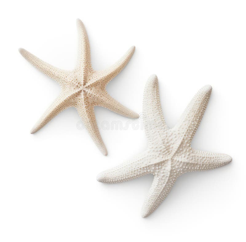 White Starfish Isolated on Transparent Background, Generative Ai Stock ...