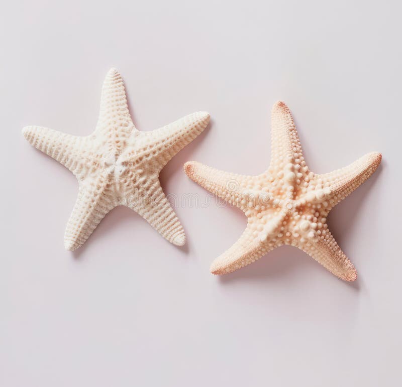 Starfish Isolated, Tropical Beach and Vacations Concept Stock ...