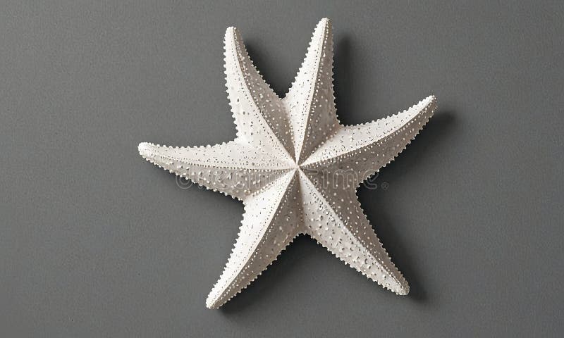 White Starfish with Six Arms is Displayed Against Gray Background ...