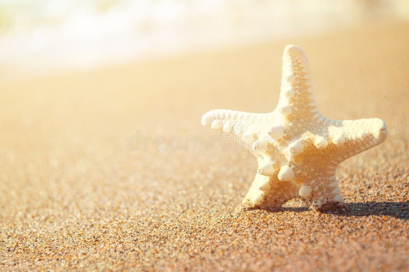 White Sea Star Shell on Sand Stock Image - Image of outdoor, bright ...