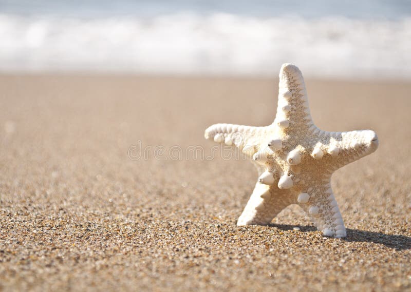 White Sea Star Shell on Sand Stock Image - Image of outdoor, bright ...
