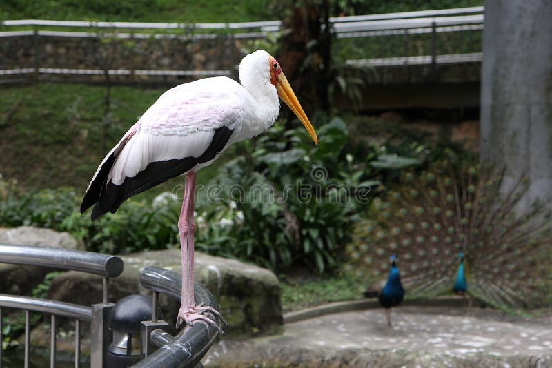 Stark stock photo. Image of water, bird, stark, kuala - 41274564