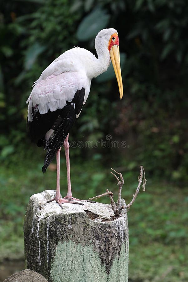 White stork stock photo. Image of kuala, ciconiiformes - 41274592