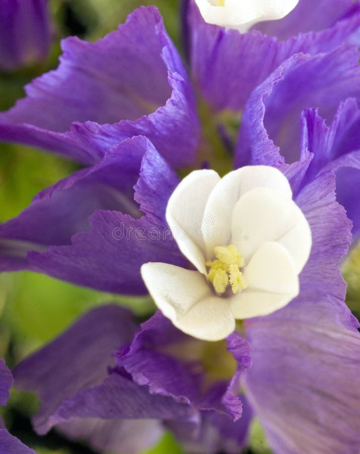 White statice flower stock photo. Image of blooms, ages - 6106960