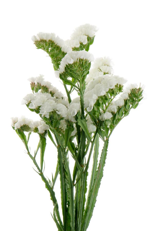 White statice flowers stock photo. Image of branch, green - 26039140