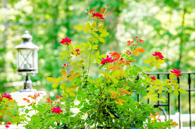 White Steel Bridge Over Gasden Pond Stock Image - Image of ceremony ...
