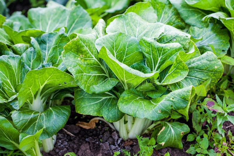 White Stem Chard Beta Vulgaris Stock Image - Image of chard, white ...