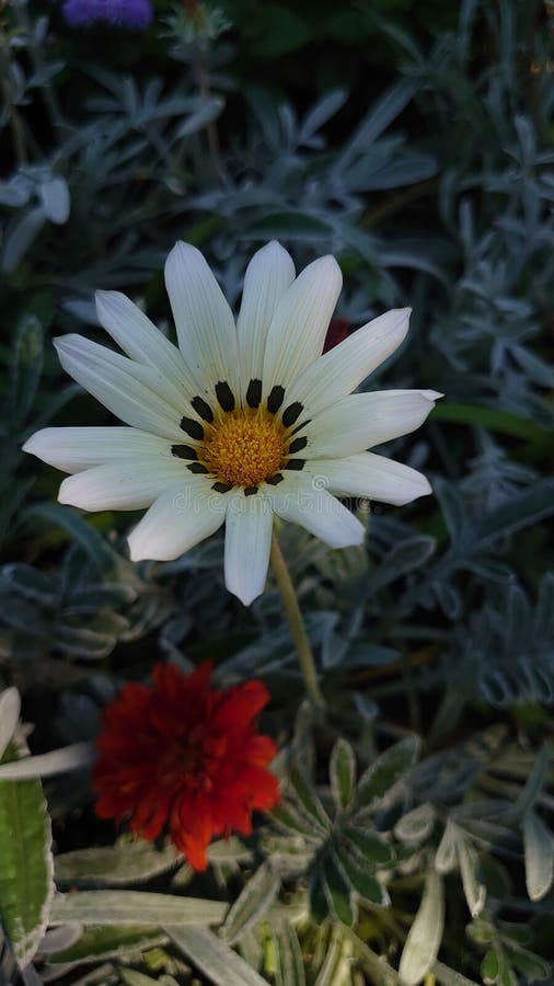 White Stem Garden Flower in Full Bloom Open for Pollination Stock Photo ...