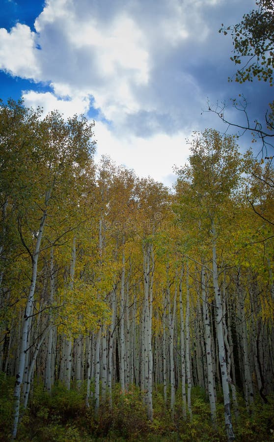 White Sticks stock image. Image of national, utah, sticks - 59892517