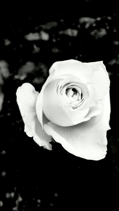 White is still white stock image. Image of scales, still - 89671815