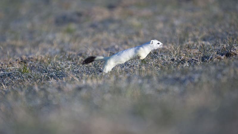 287 Stoat White Background Stock Photos - Free & Royalty-Free Stock ...