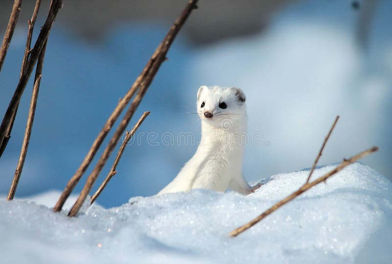 White stoat in the snow. stock photo. Image of wildlife - 261874070