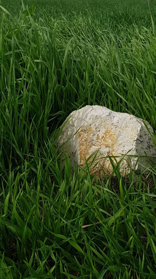 A White Stone in a Green Field Stock Photo - Image of nature, stone ...