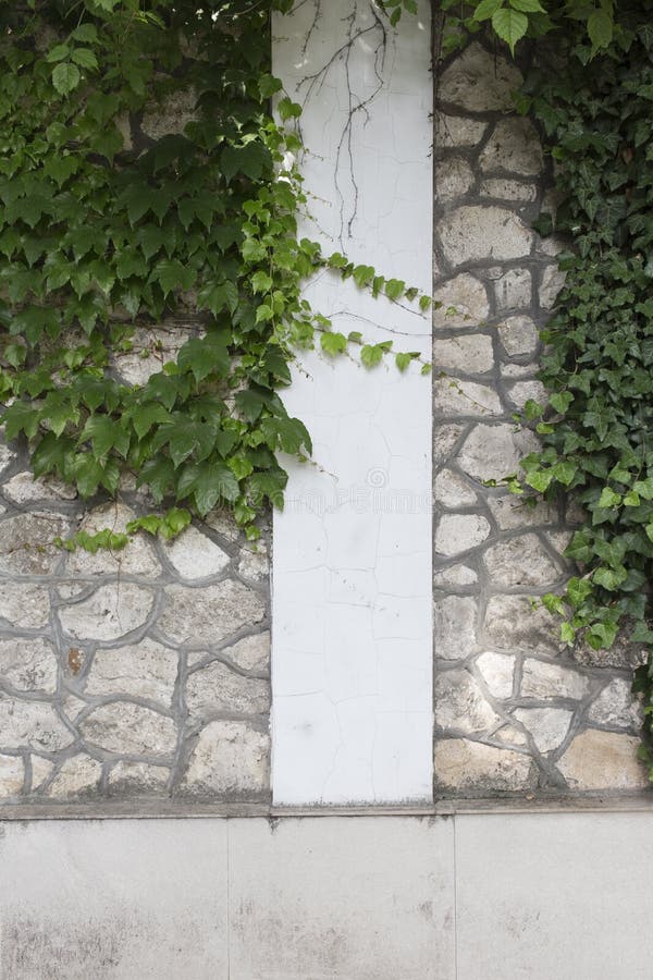 White Stone Wall and Green Climber Stock Image - Image of natural, rock ...