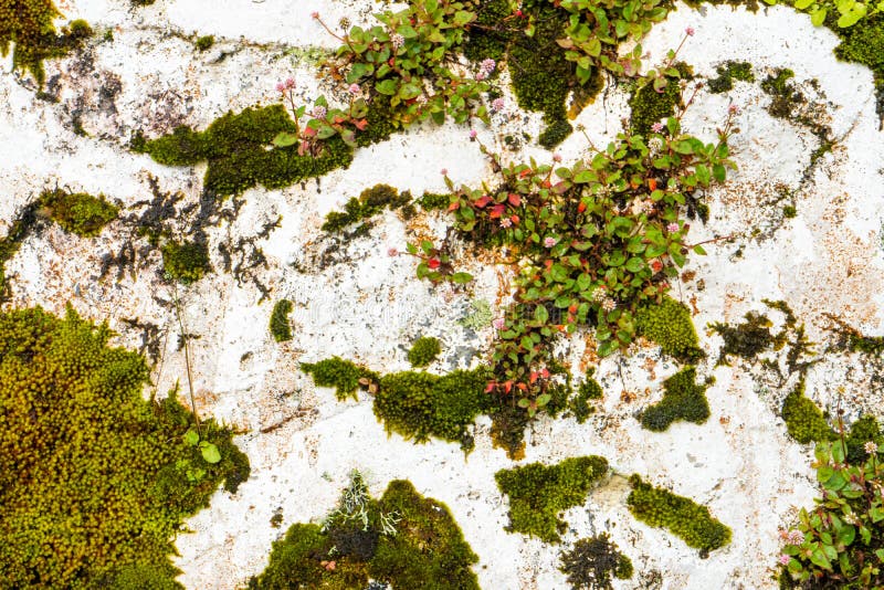 White Stone Wall Overgrown with Moss Close Up Stock Photo - Image of ...