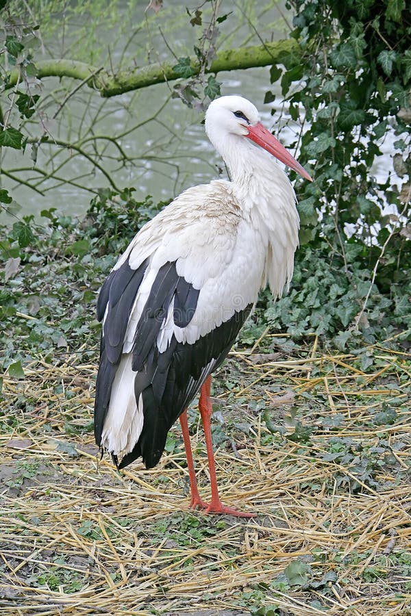 White Stork 1 stock photo. Image of species, beak, stork - 2270522