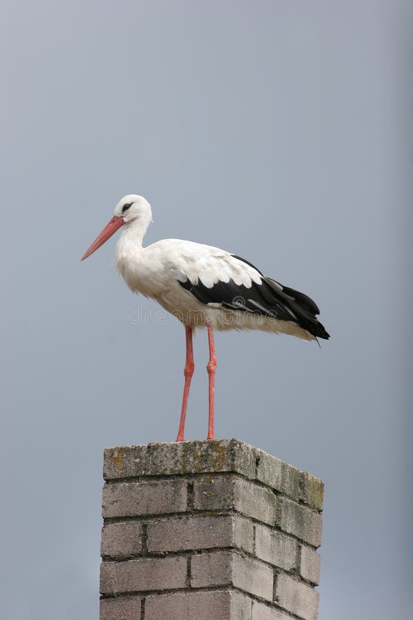 White stork stock image. Image of ciconia, lithuania - 21626553