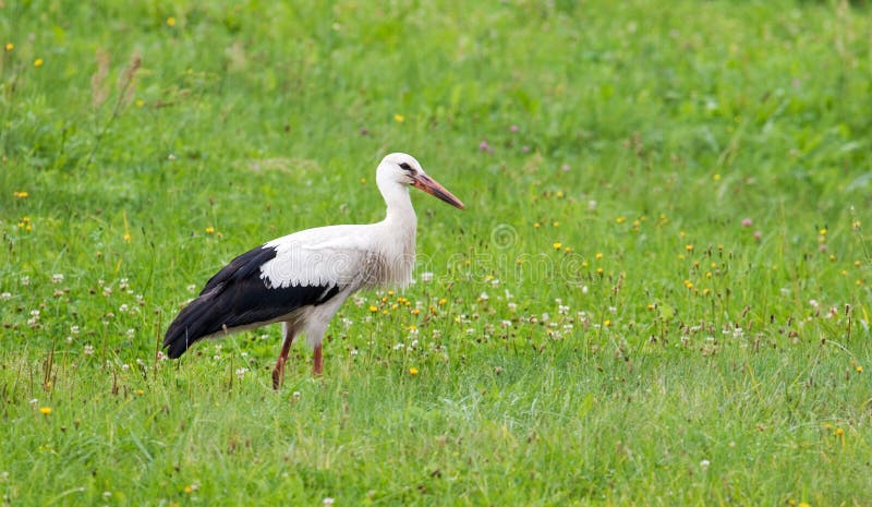 White stork stock image. Image of stork, field, lithuania - 11948677