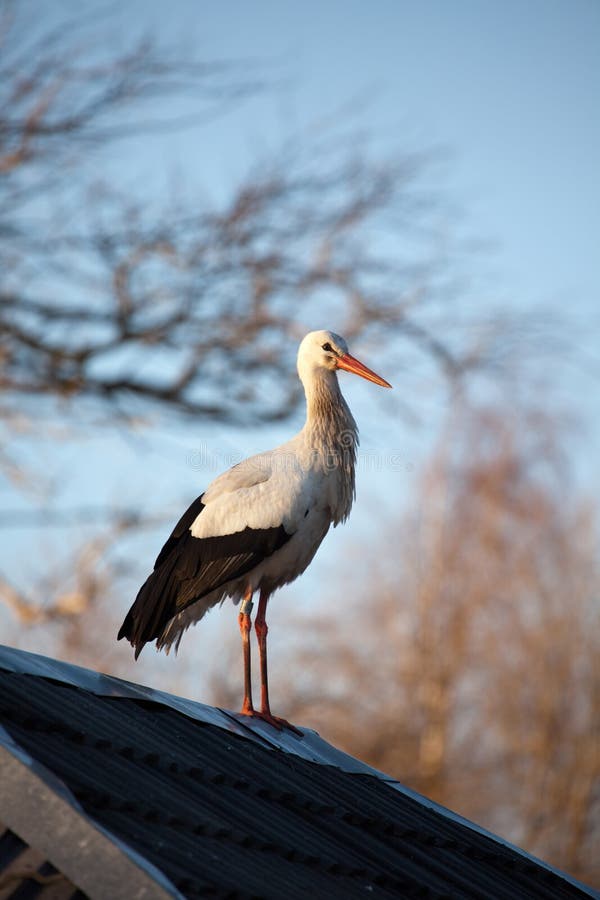 White stork stock image. Image of ciconia, lithuania - 21626553