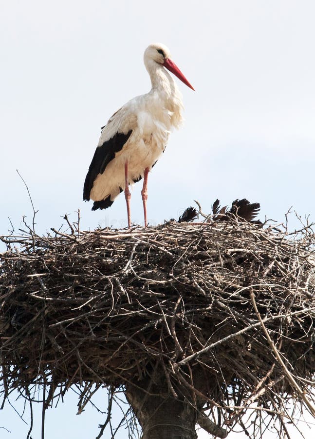 White stork stock image. Image of feather, birdwatching - 14621127