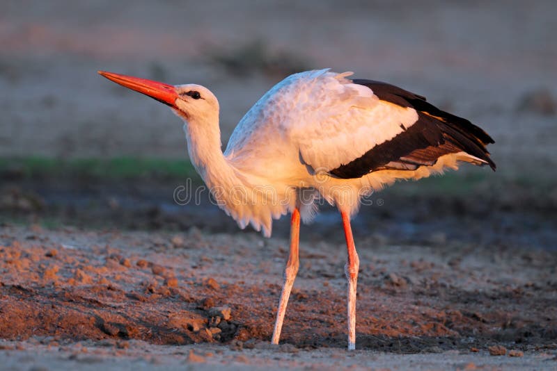 Standing Stork Bird Isolated on White Background Stock Image - Image of ...