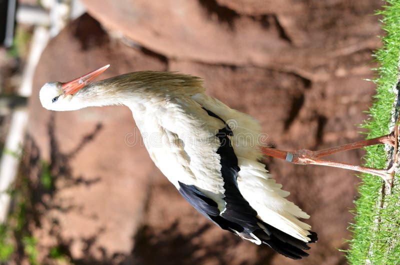 White Stork Wings Spread On Its Nest In Munster Stock Image - Image of ...