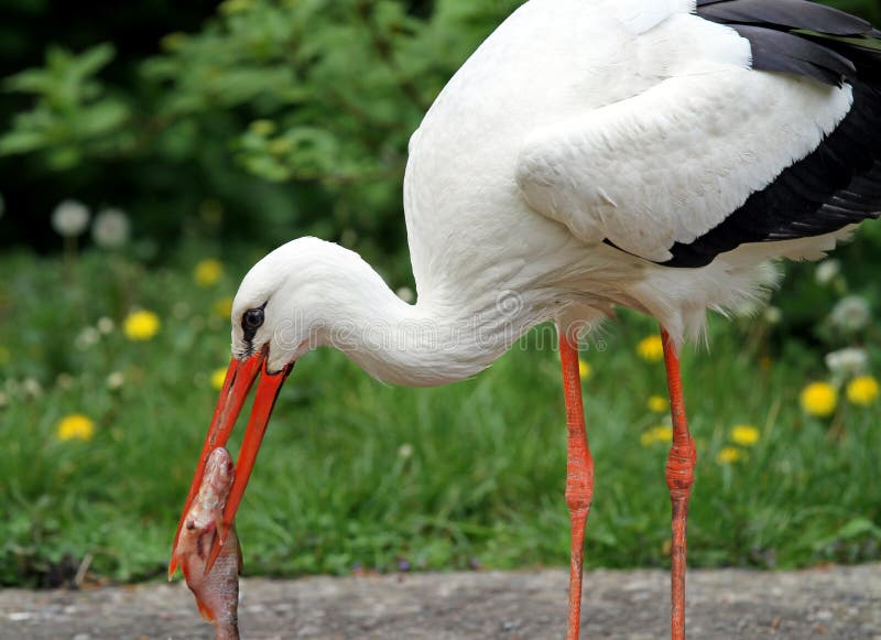 White Stork stock photo. Image of fields, bird, animal - 19545020