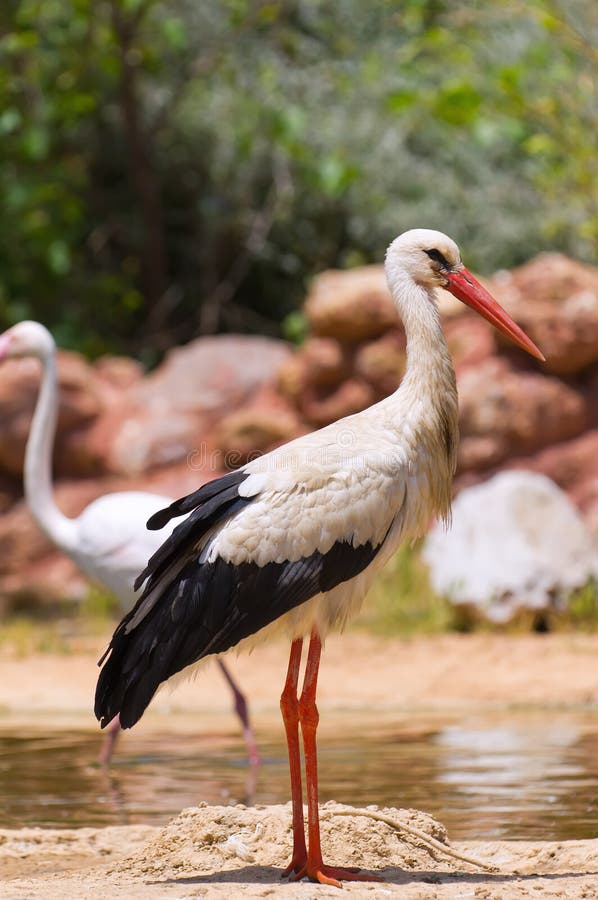White Stork stock image. Image of outdoors, outside, long - 13481325