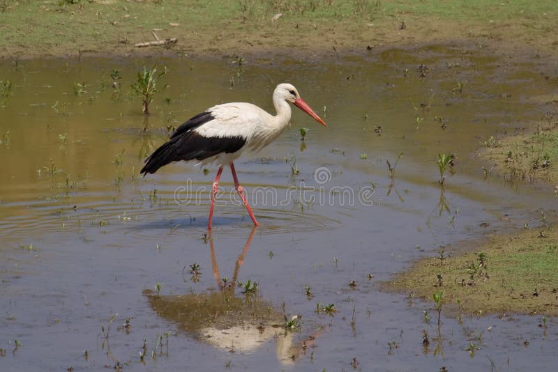 Little White Rabbit stock photo. Image of rabbit, hare - 4195634