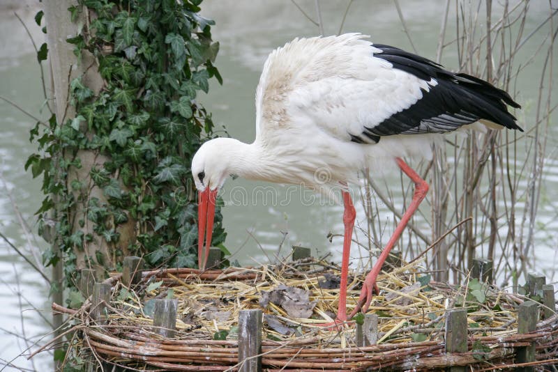 White Stork 2 stock image. Image of crane, bird, portrait - 2270633