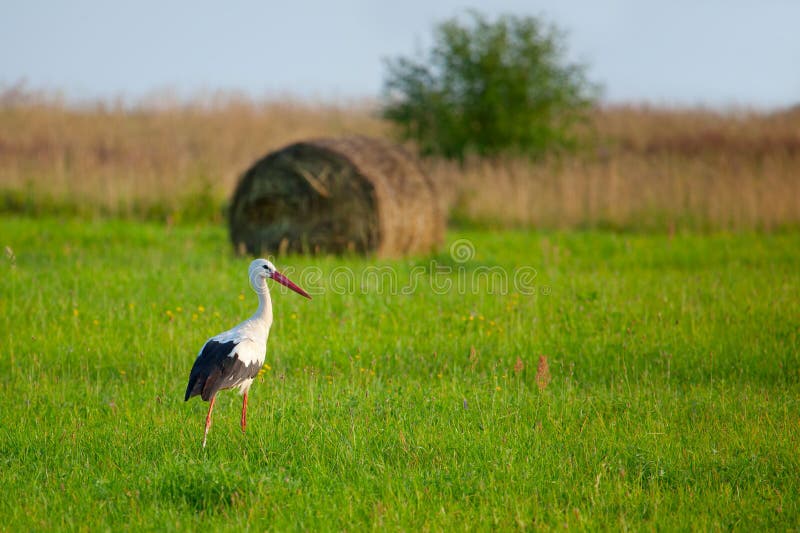 White stork stock image. Image of ciconia, lithuania - 21626553