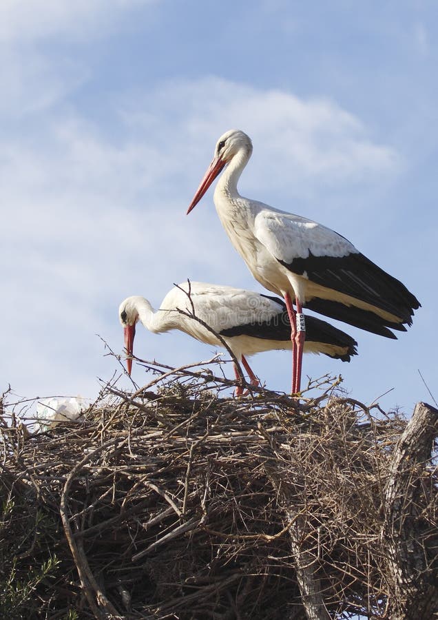 White stork stock image. Image of nest, beak, portrait - 22168147
