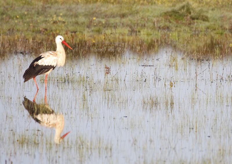White stork stock image. Image of flying, adult, animal - 22168149
