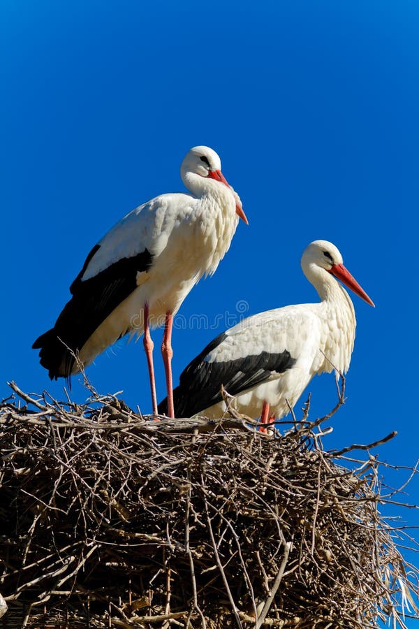 Mother and baby stork stock photo. Image of nest, animal - 9497734