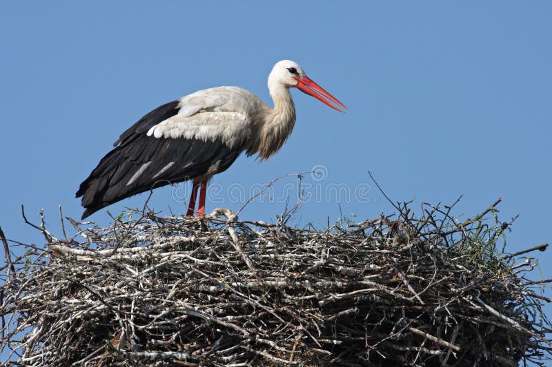 White Stork Sleeping in Nest Stock Photo - Image of nesting, relax ...