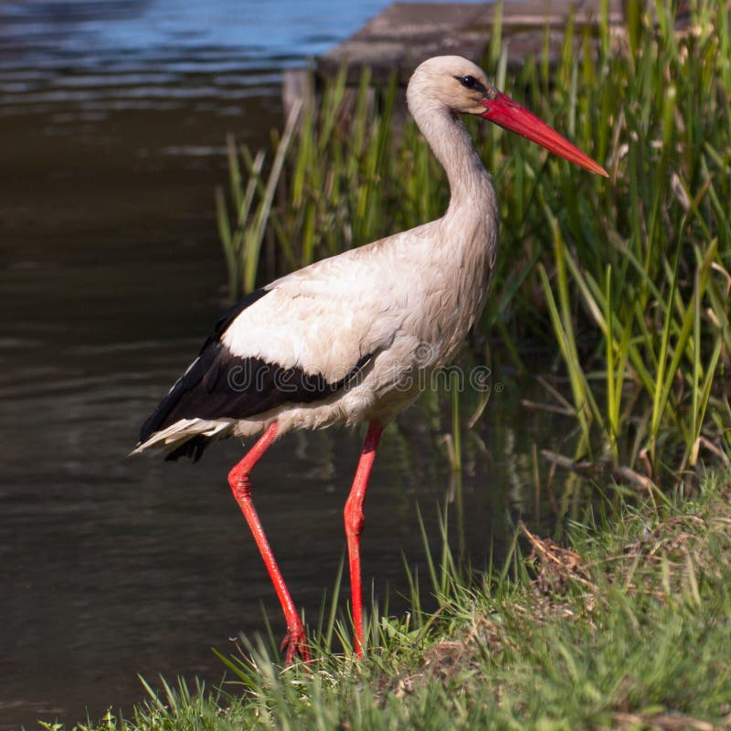 White Stork stock image. Image of ciconia, spring, silesia - 24251795