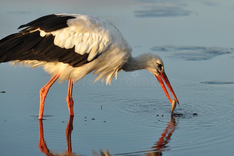 White Stork stock image. Image of black, vertebrate, life - 27388707