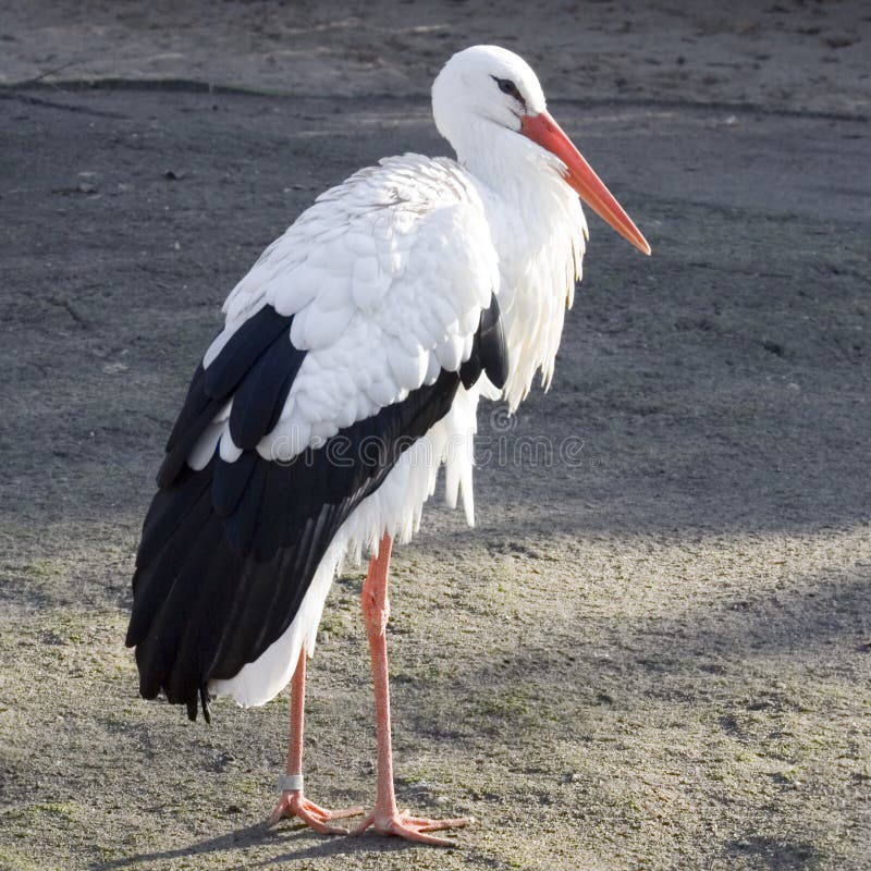 White stork stock photo. Image of animal, ciconia, zoology - 5445848