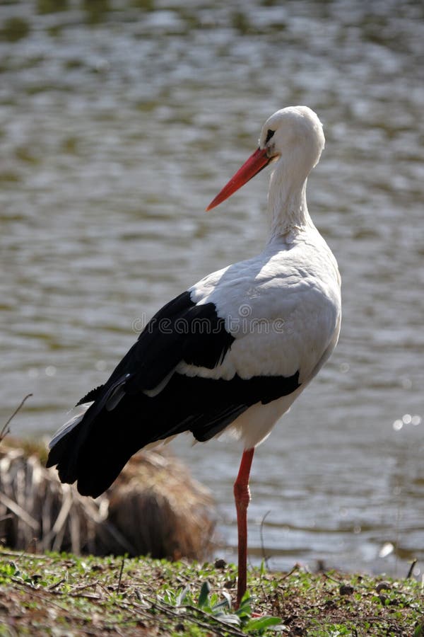 White Stork stock image. Image of animal, seldom, rare - 7023871