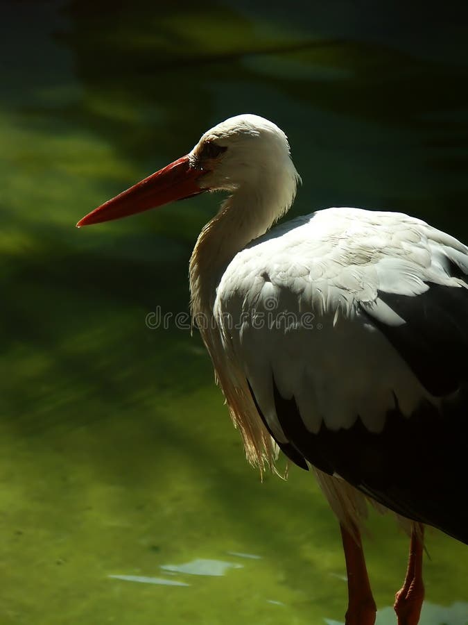 White stork stock photo. Image of waiting, wait, prophecy - 707998
