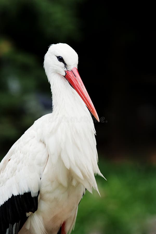 White Stork stock image. Image of beak, avian, stork, portrait - 7905339