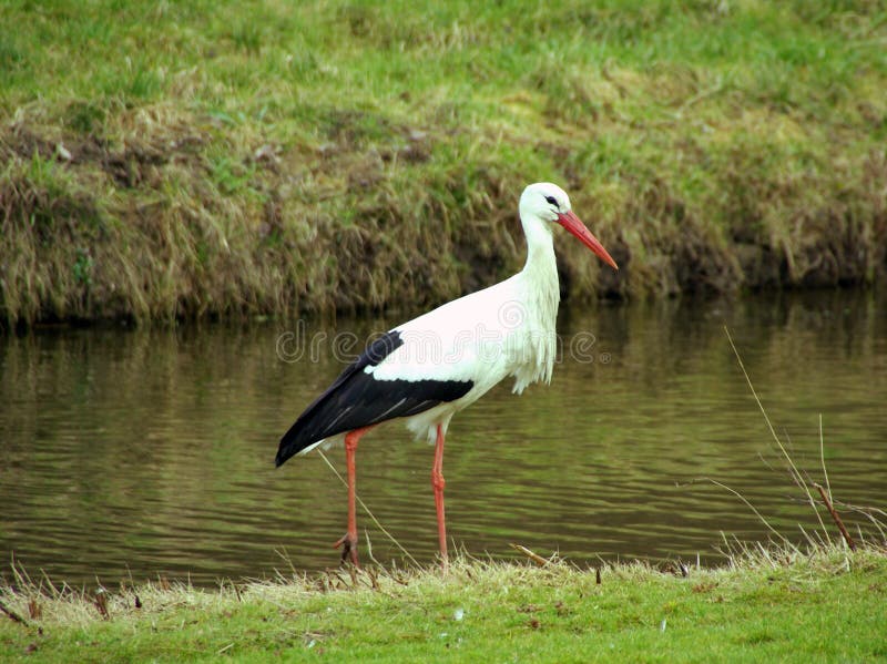 White stork stock image. Image of bird, birth, animals - 8337433