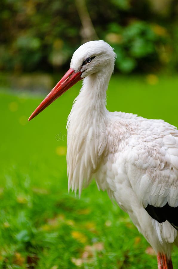 White Stork Picture. Image: 85184774