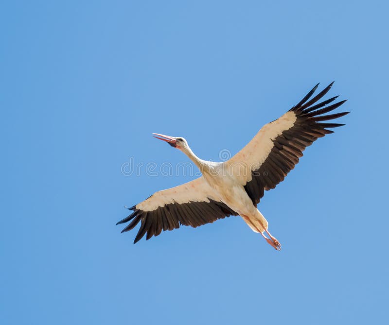 White Stork on Autumn Migration Stock Photo - Image of autumn ...