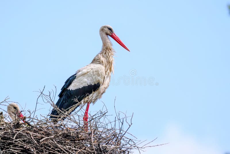 White Stork and Baby Stork Sitting in the Nest Stock Photo - Image of ...
