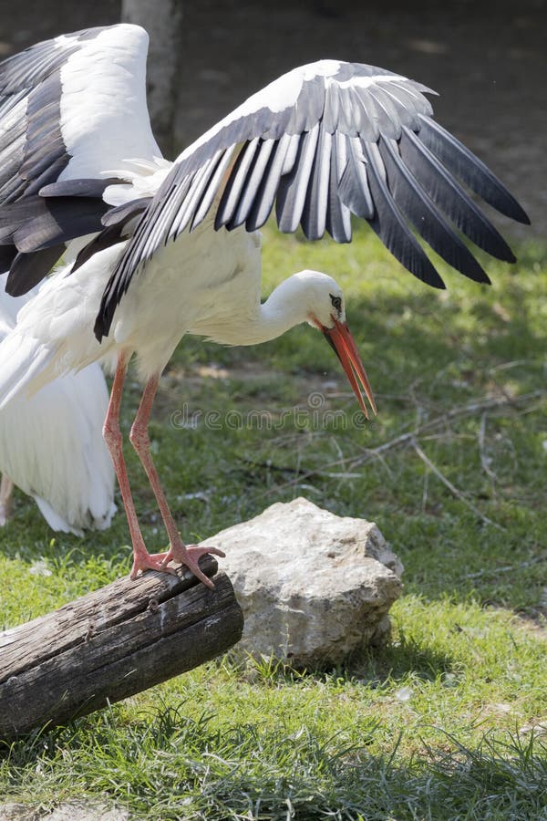 White stork stock photo. Image of animal, feather, birds - 76484164