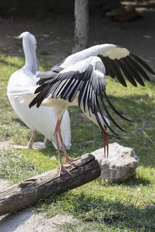 White stork stock image. Image of outdoor, stork, bird - 76484229